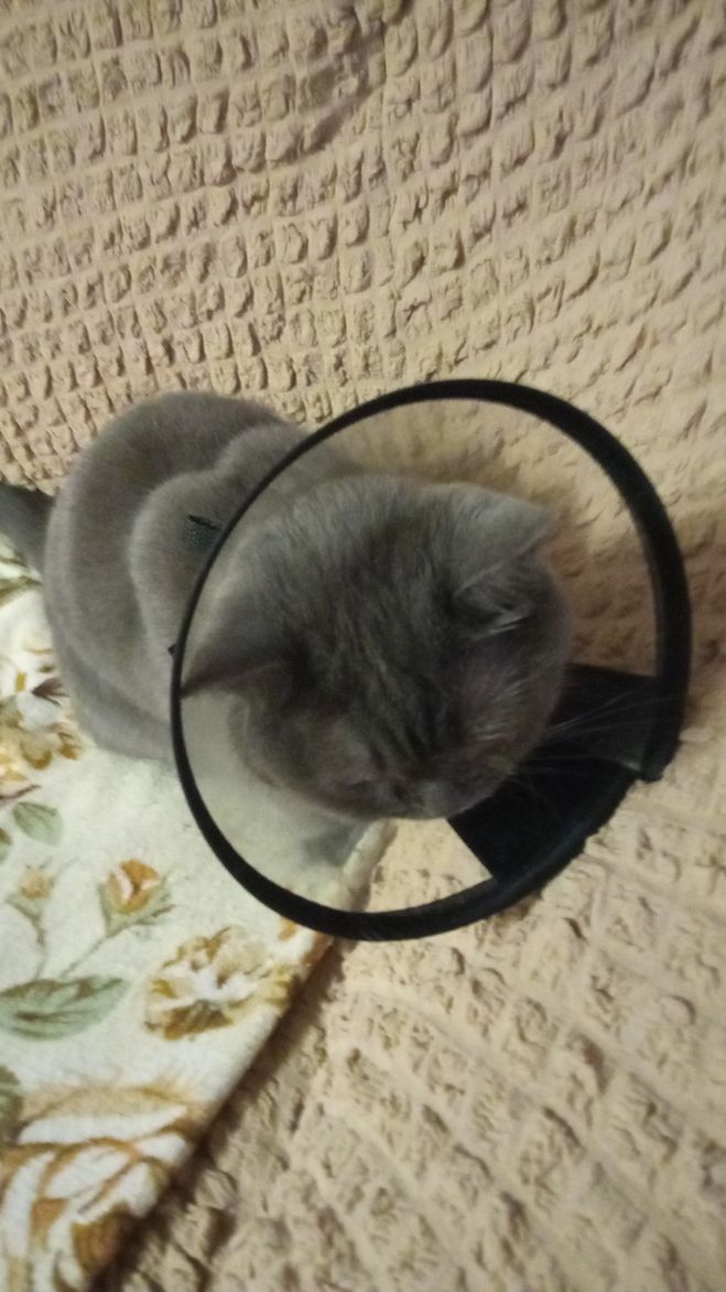 Сколько держать мазь у кошки на глазах?